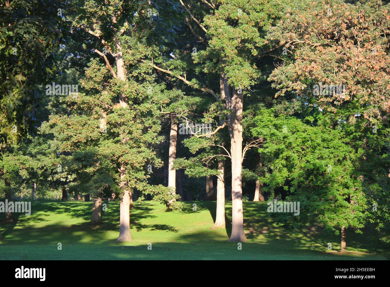 Lush green summer woods Stock Photo - Alamy