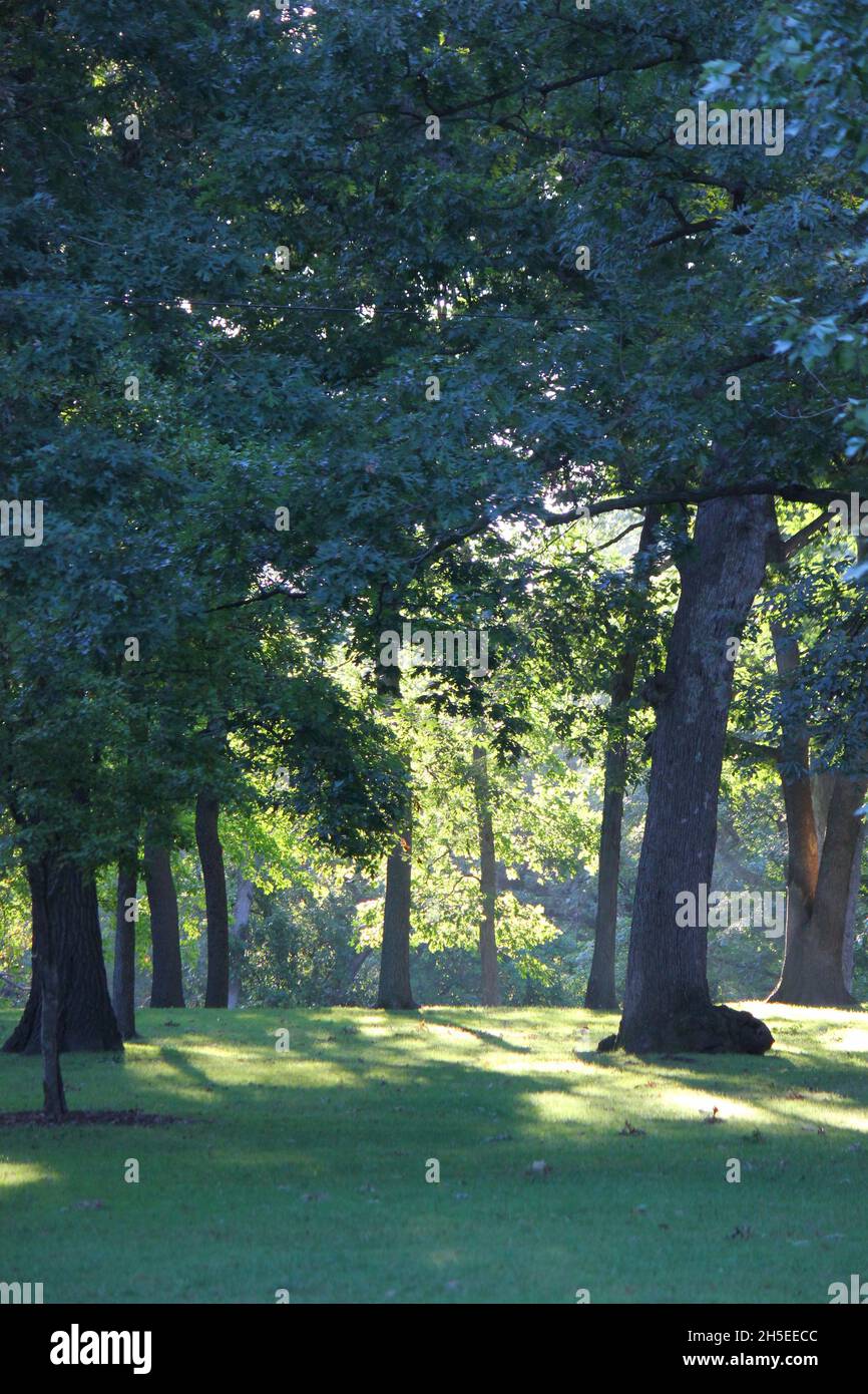 Lush green summer woods Stock Photo - Alamy