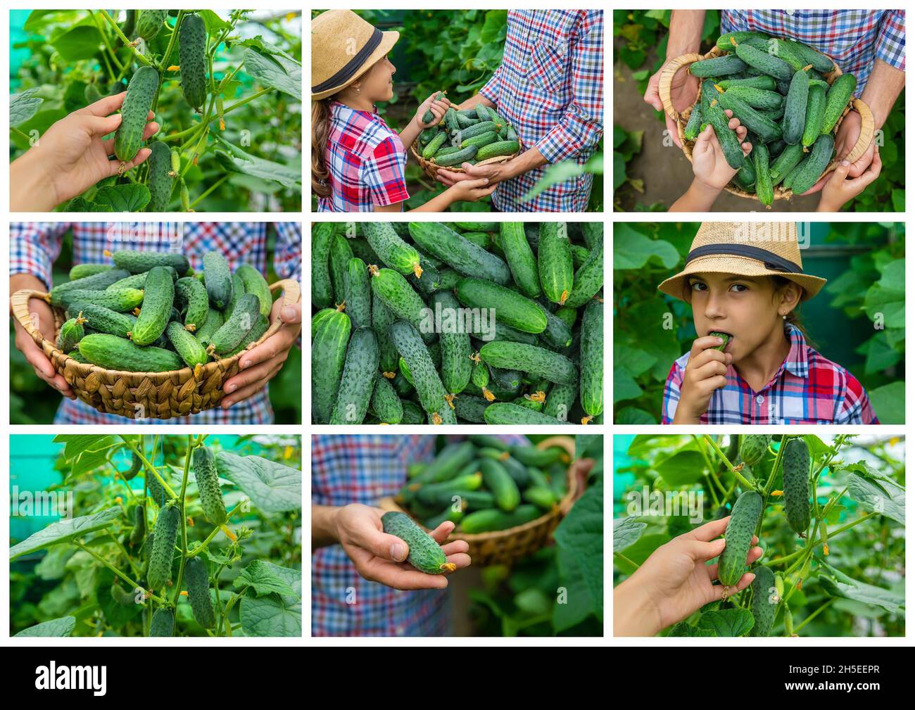 Father cucumber Cut Out Stock Images & Pictures - Alamy