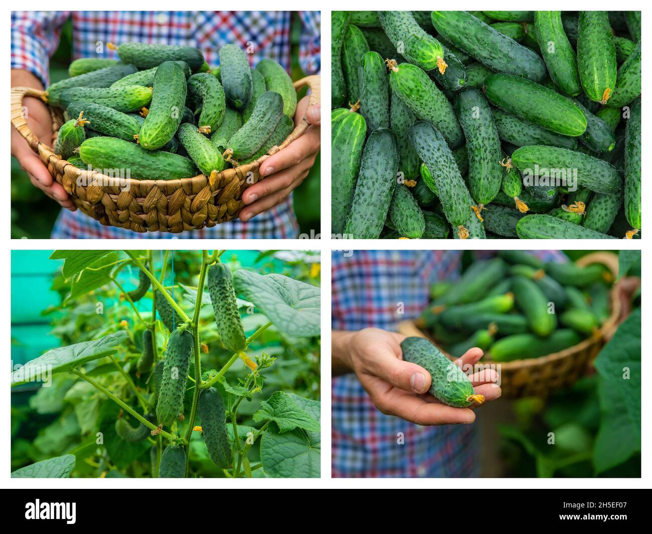 Collage of harvest garden cucumbers. Selective focus. Food Stock Photo ...