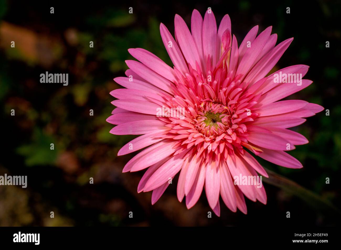 Pink gerbera daisy bouquet hi-res stock photography and images - Alamy
