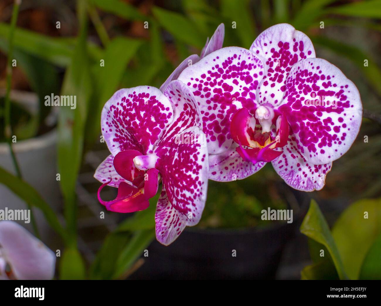 Close-up stunning texture white red colour orchid flower picture Stock ...