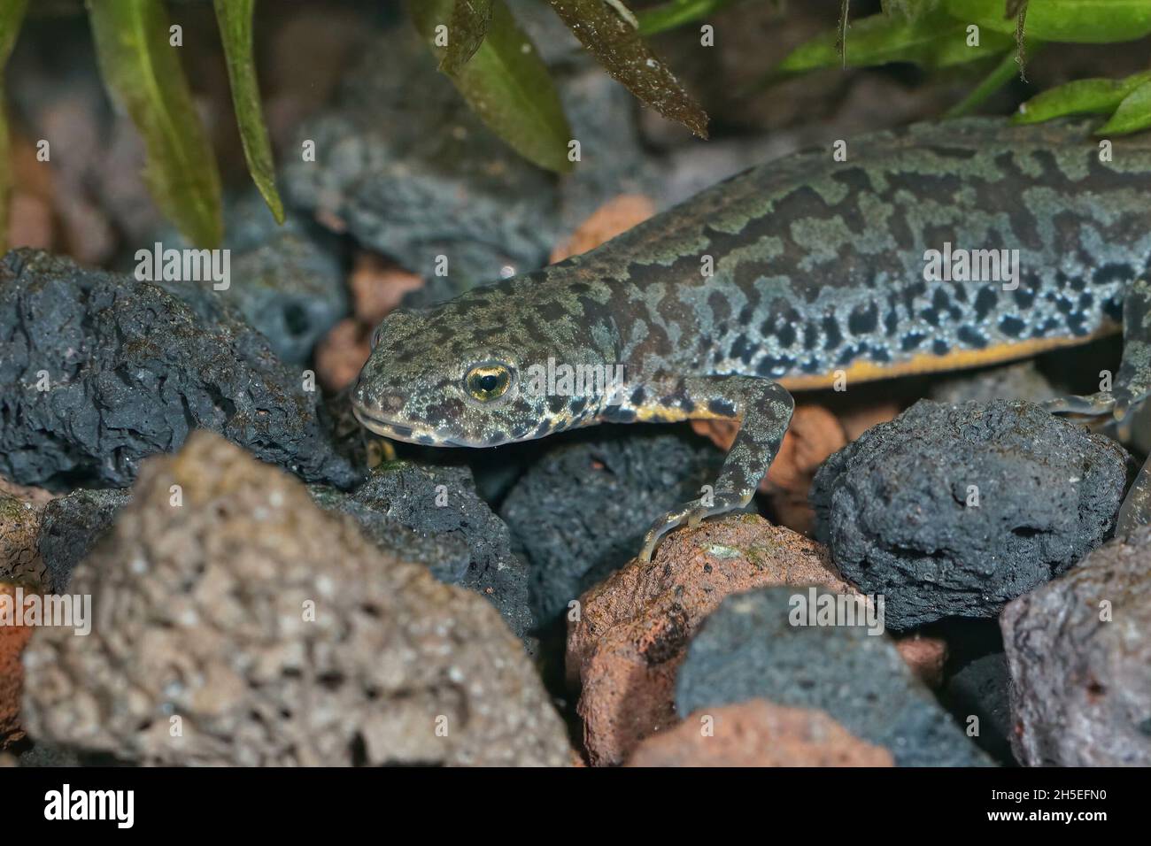 Alpine Newt Female High Resolution Stock Photography and Images - Alamy