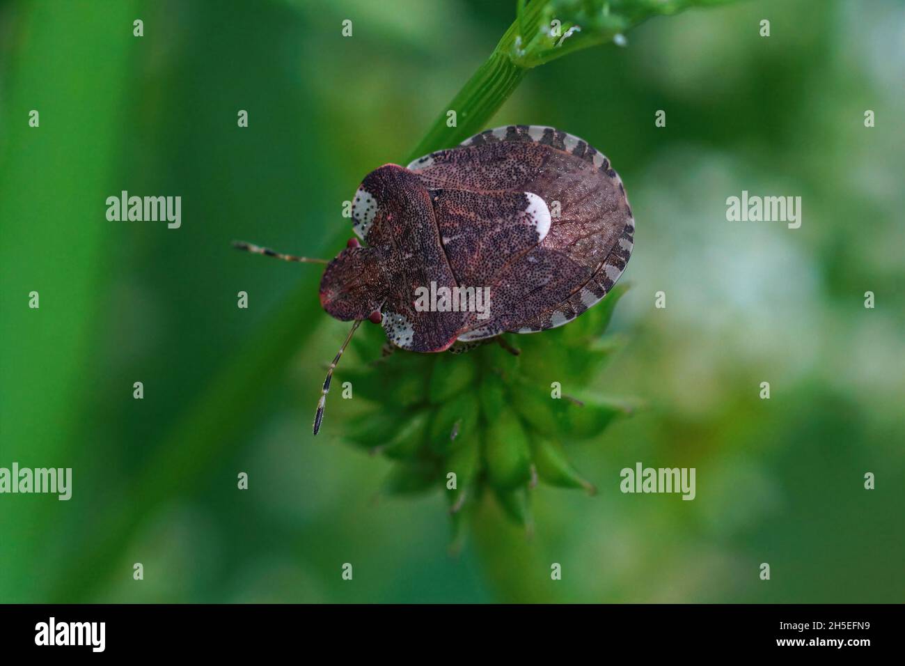 Closeup of the small , brown, bedstraw bug, Dyroderes umbraculatus ...