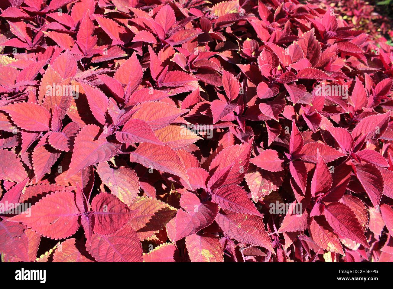 Bright red coleus plants growing in the sunny summer garden Stock Photo ...
