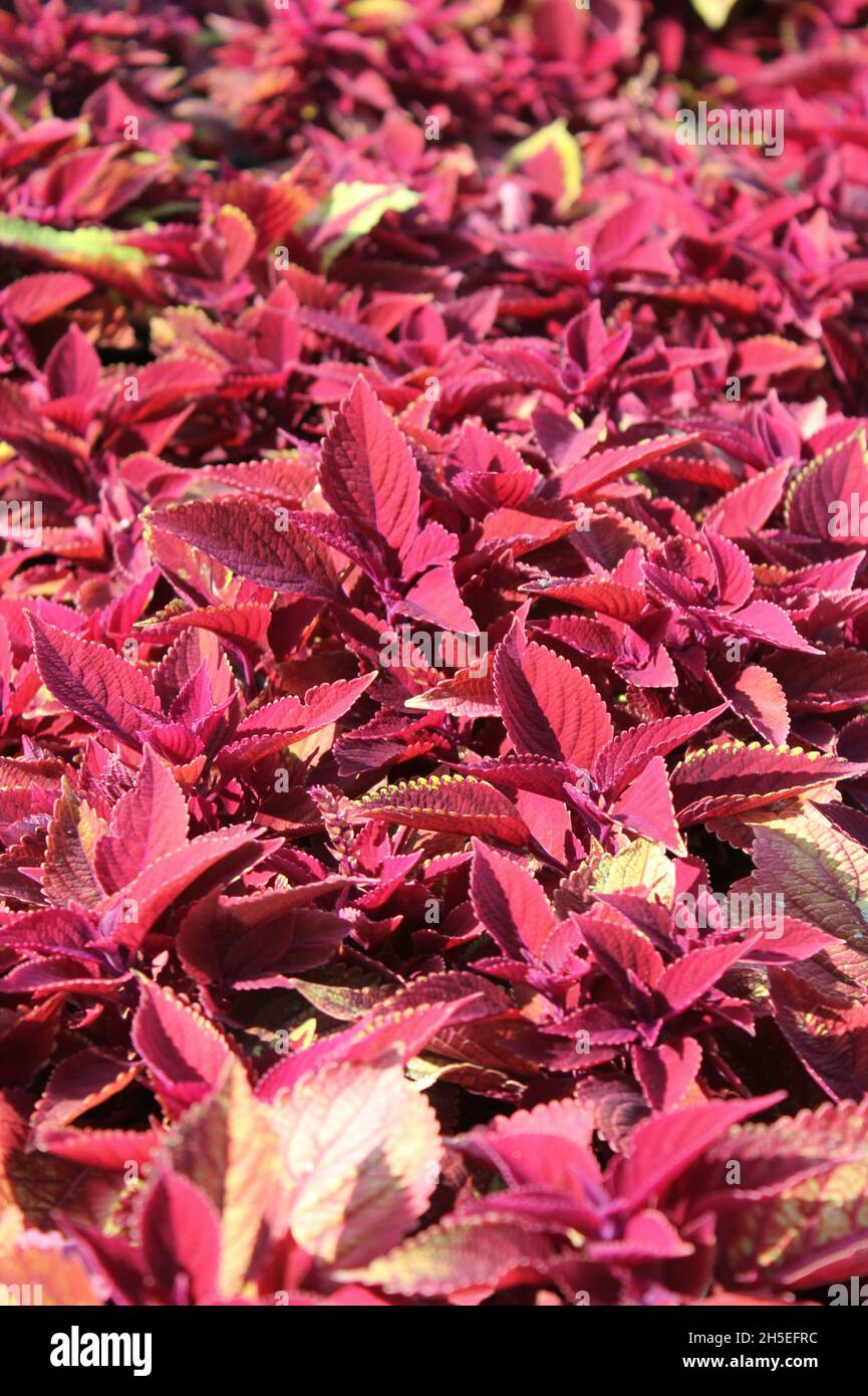 Bright red coleus plants growing in the sunny summer garden Stock Photo ...