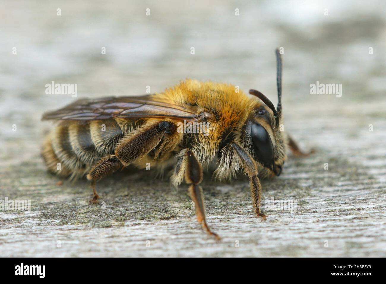 Detailed closeup on a female of the Heather mining bee, Andrena ...