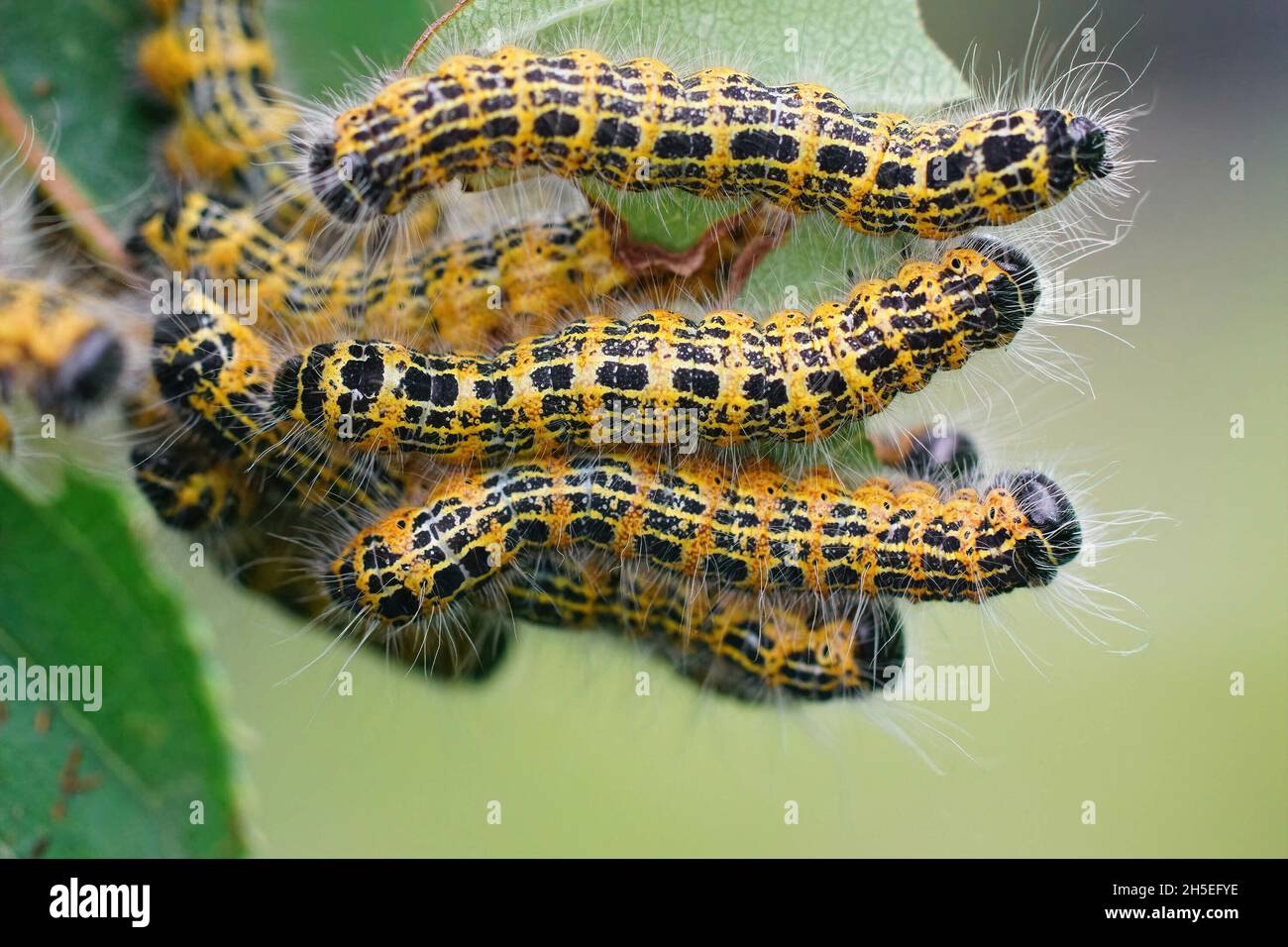 Closeup on an aggregation of the Buff-tip Moth, Phalera bucephala Stock ...