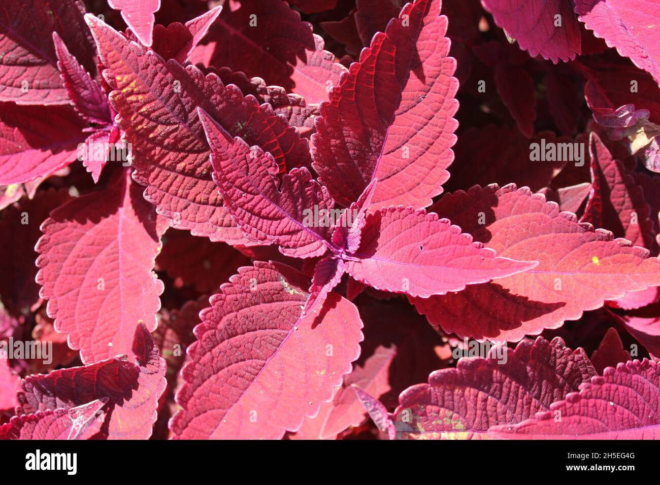 Bright red coleus plants growing in the sunny summer garden Stock Photo ...