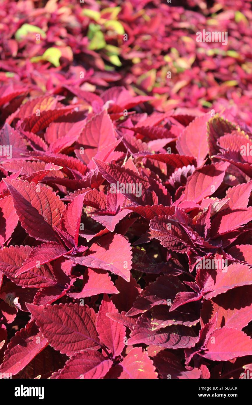 Bright red coleus plants growing in the sunny summer garden Stock Photo ...