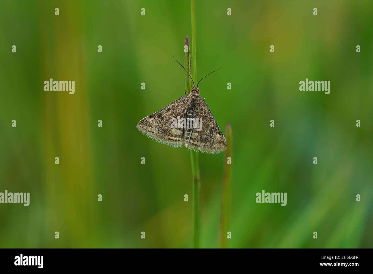 Straw barred pearl moth hi-res stock photography and images - Alamy