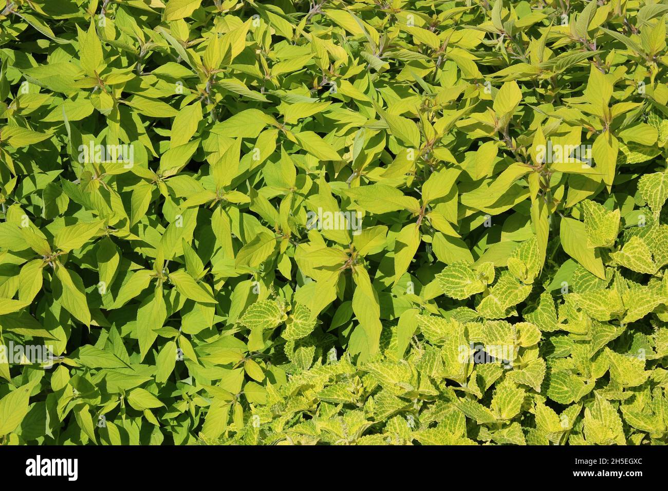Bright green coleus plants rowing in the sunny summer meadow Stock ...