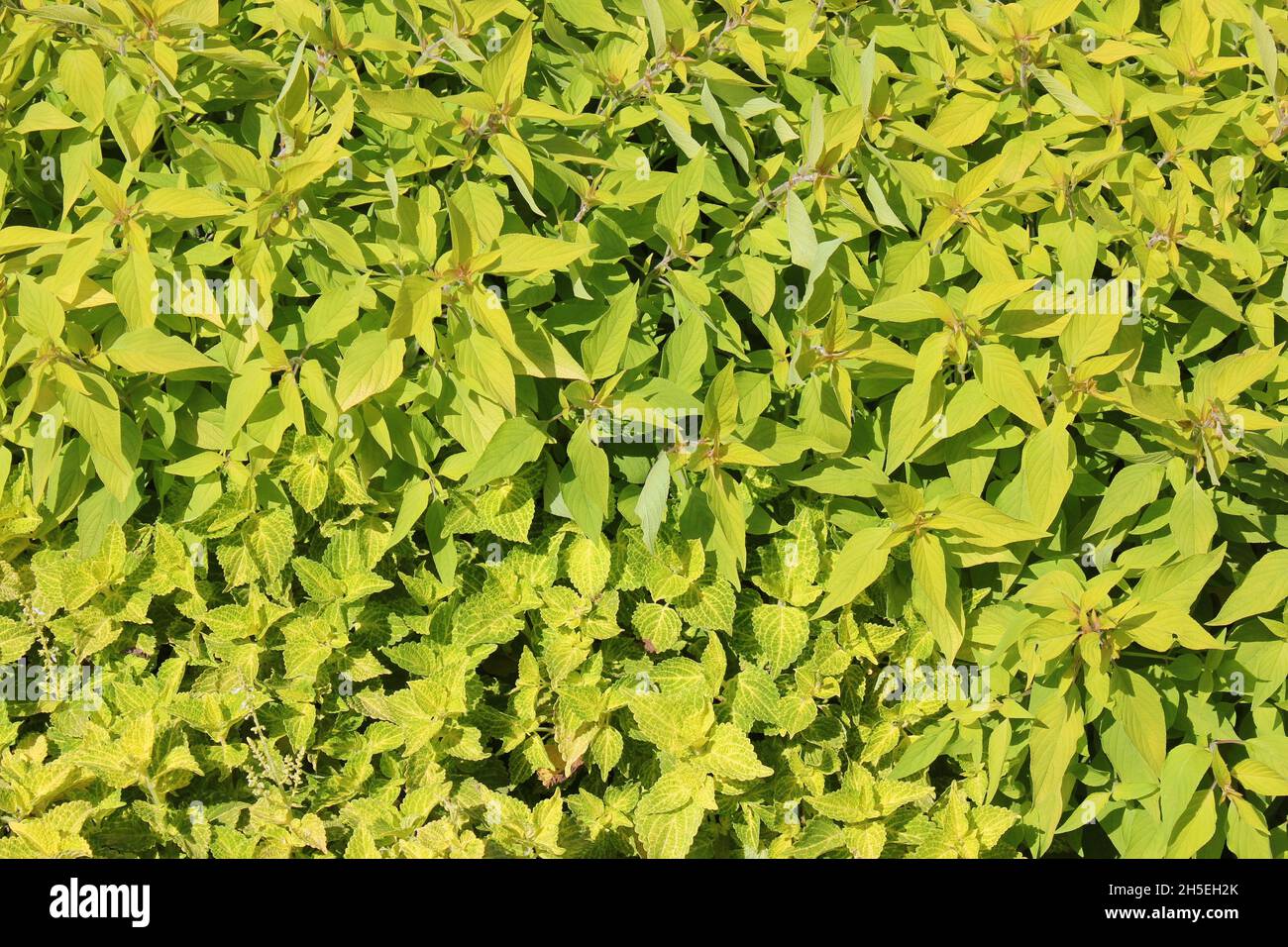 Bright green coleus plants rowing in the sunny summer meadow Stock ...