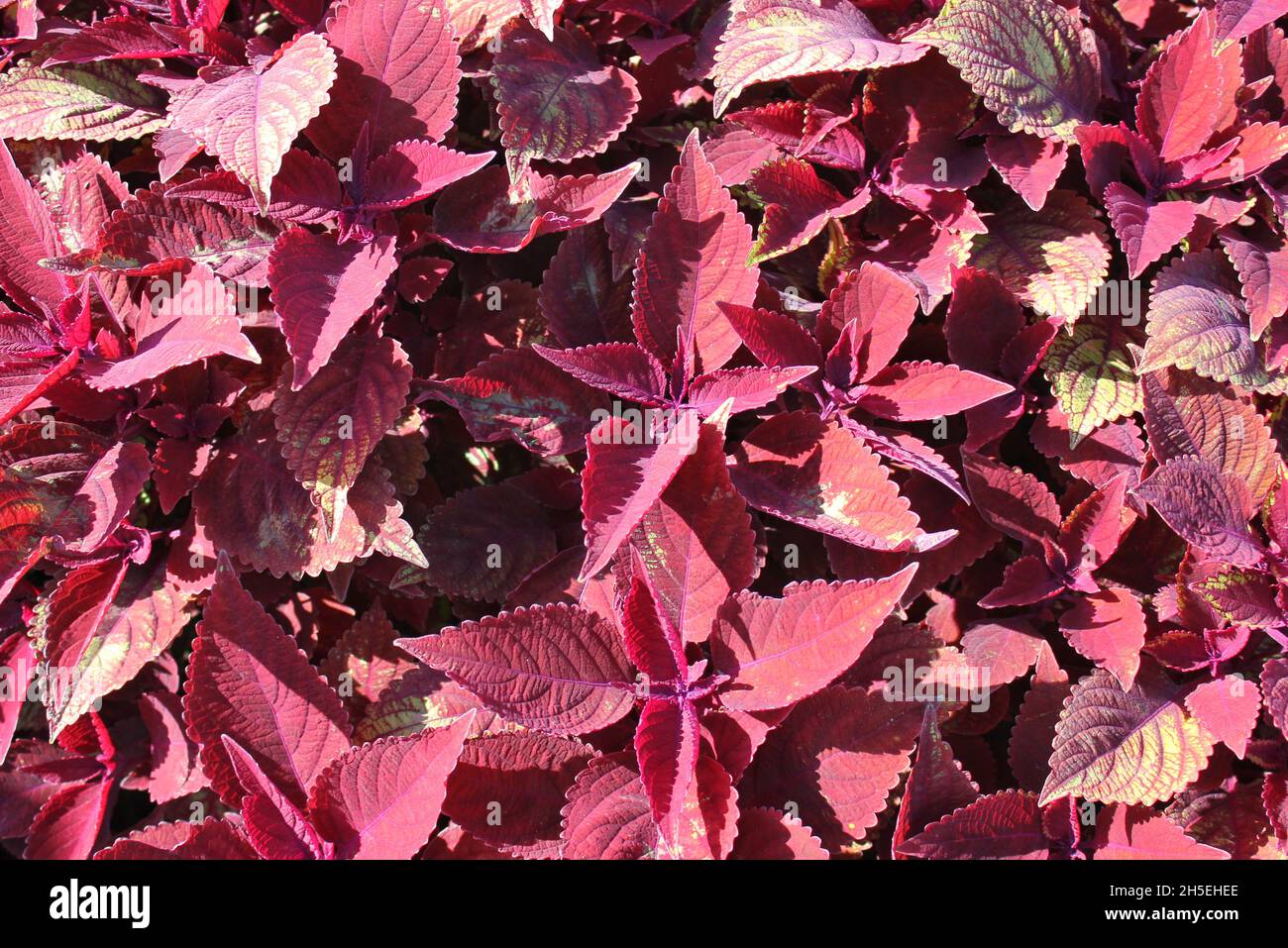 Bright red coleus plants growing in the sunny summer garden Stock Photo ...