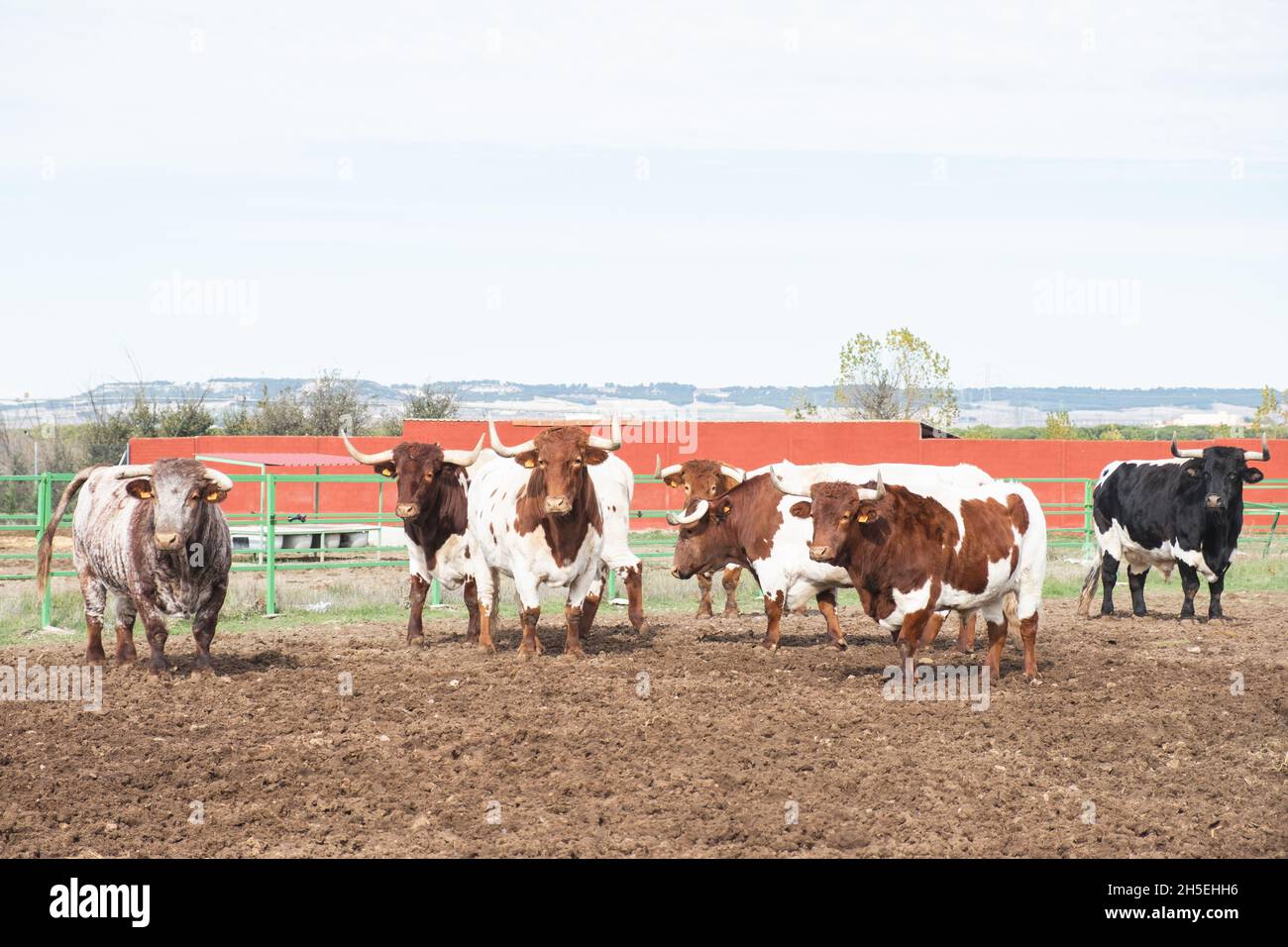 Cow farm for human consumption Stock Photo - Alamy
