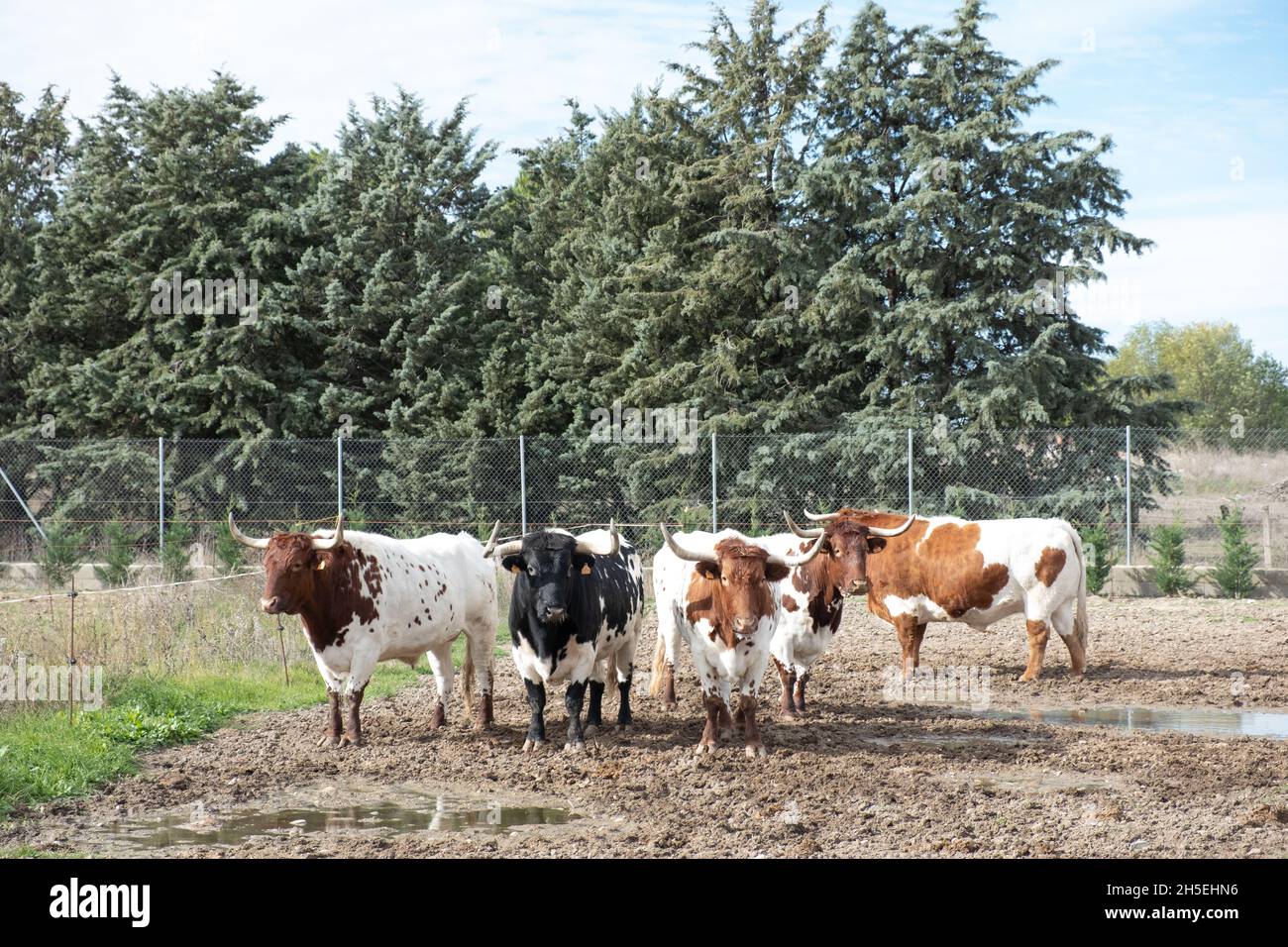 Outdoor cows on a farm Stock Photo - Alamy
