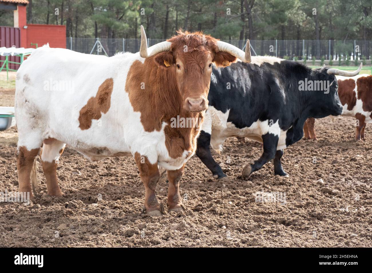Farmhouse burger hi-res stock photography and images - Alamy
