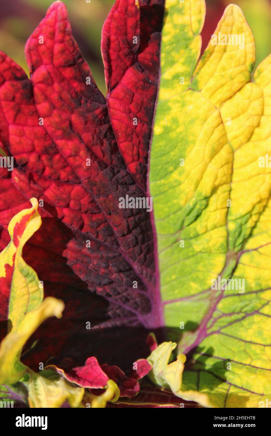 Bright red and green coleus plants growing in the sunny summer garden ...