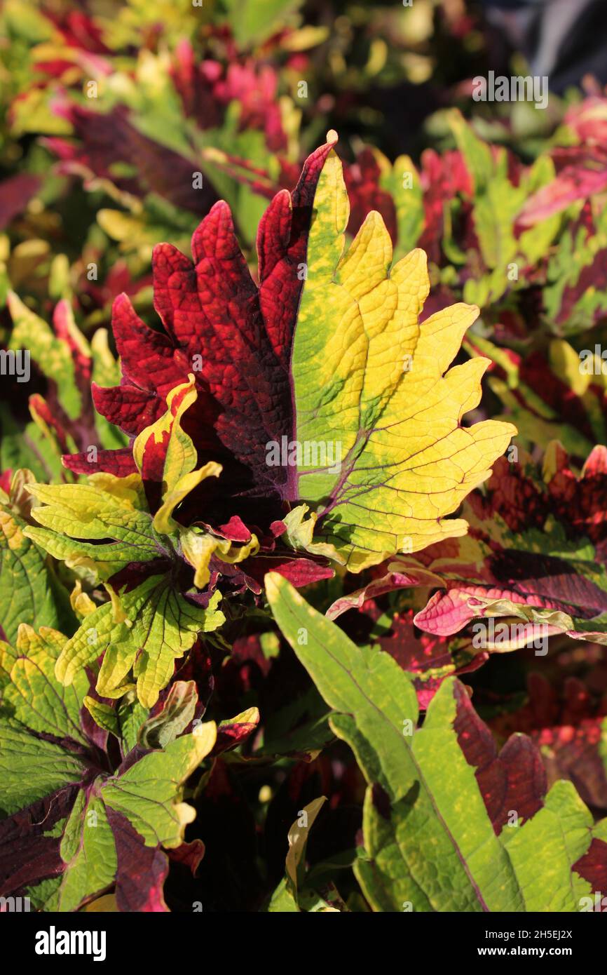 Bright red and green coleus plants growing in the sunny summer garden ...