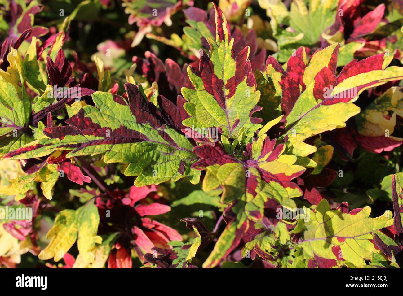 Bright red and green coleus plants growing in the sunny summer garden ...