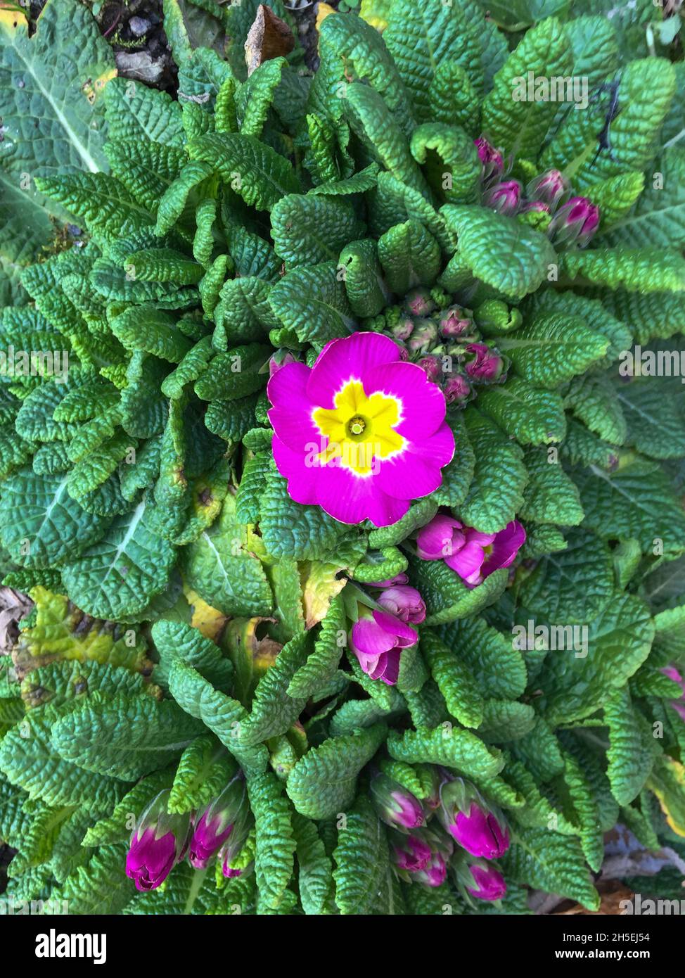 Violet primula hi-res stock photography and images - Alamy