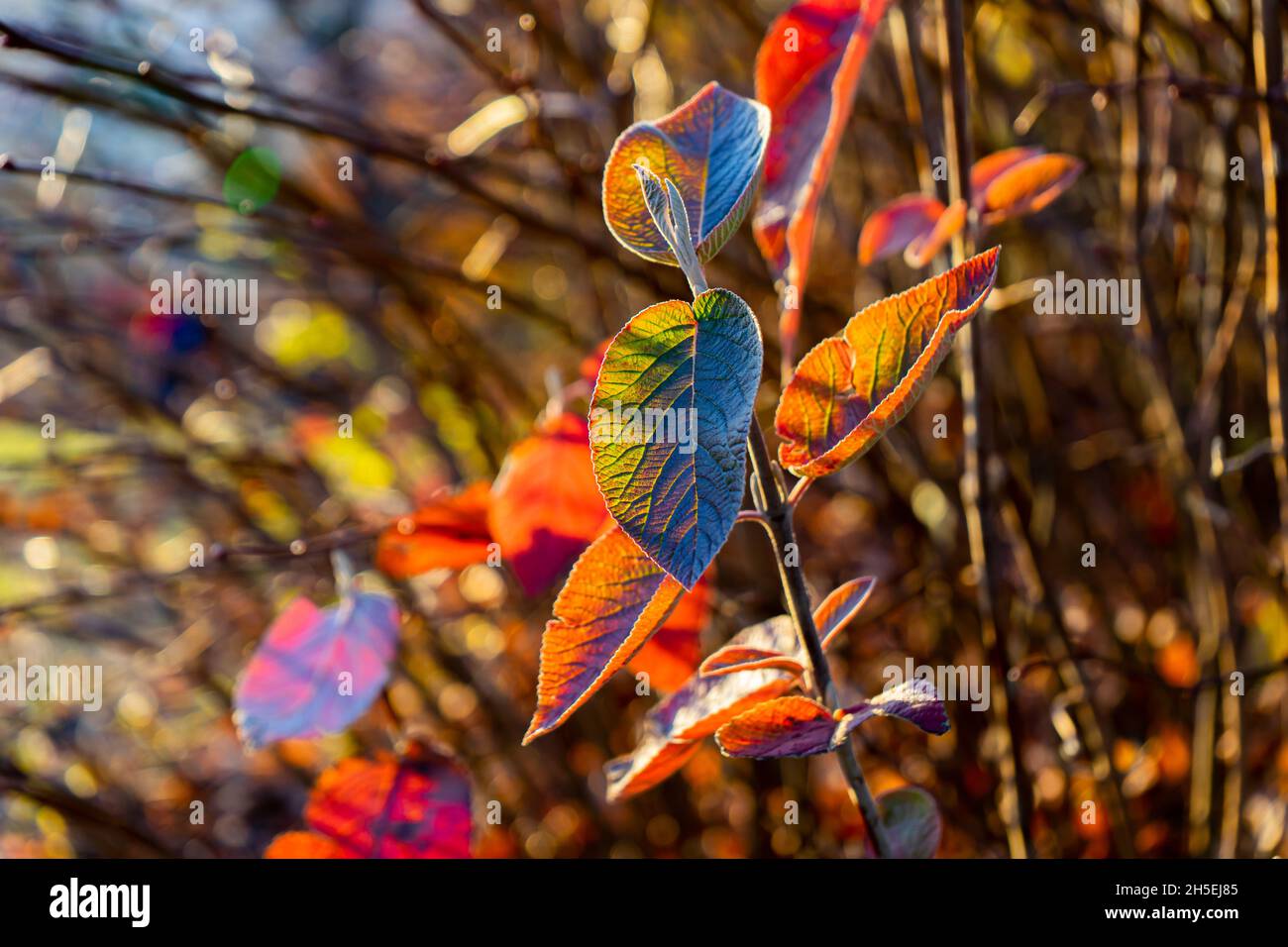 Gradients colors hi-res stock photography and images - Alamy