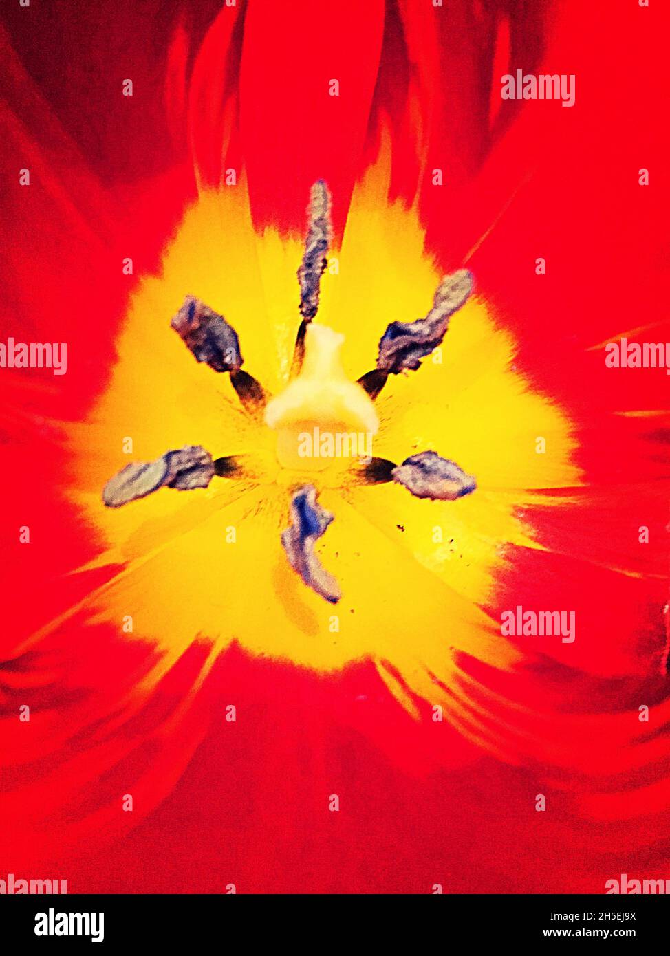 Poppy bulbs hi-res stock photography and images - Alamy