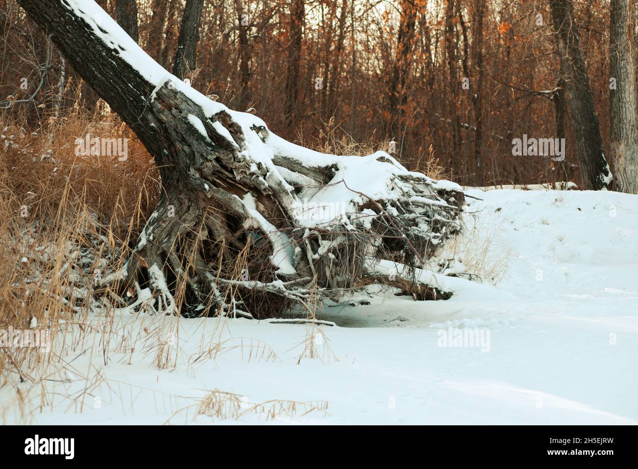 Frost damage on plants hi-res stock photography and images - Alamy