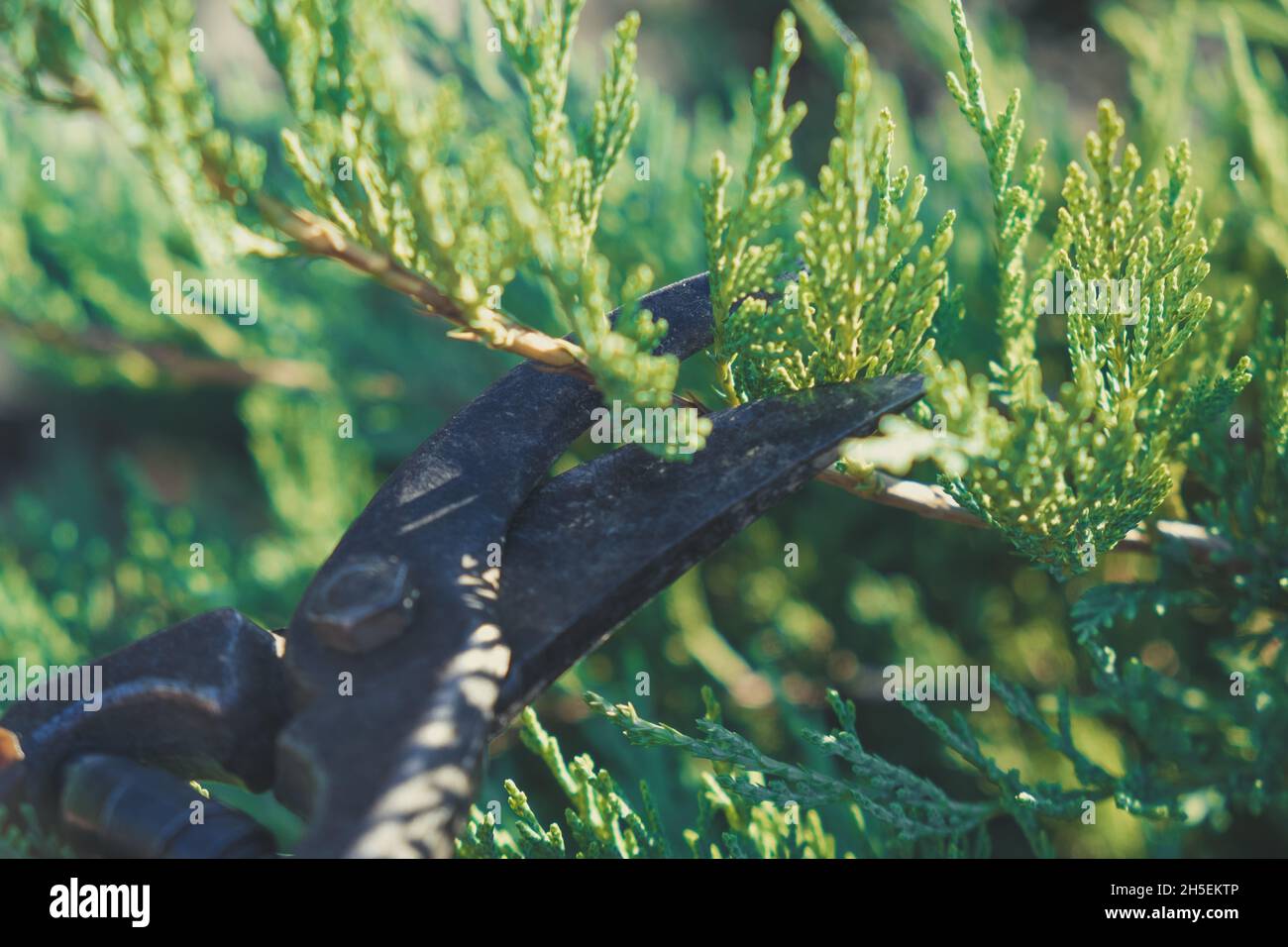 Juniper Branch High Resolution Stock Photography and Images - Alamy