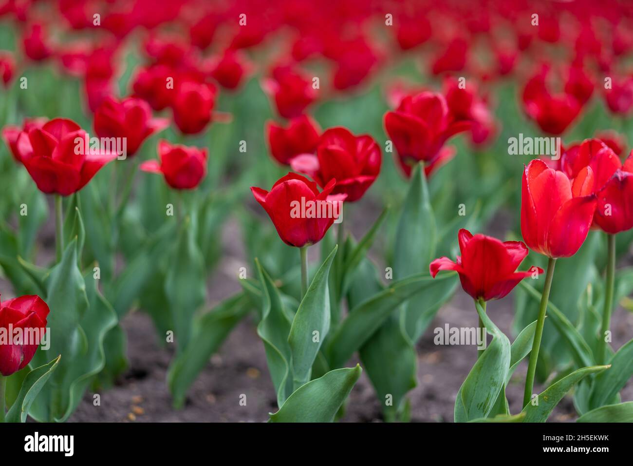 Red tulip flowers background outdoor Spring season flowers Stock Photo ...