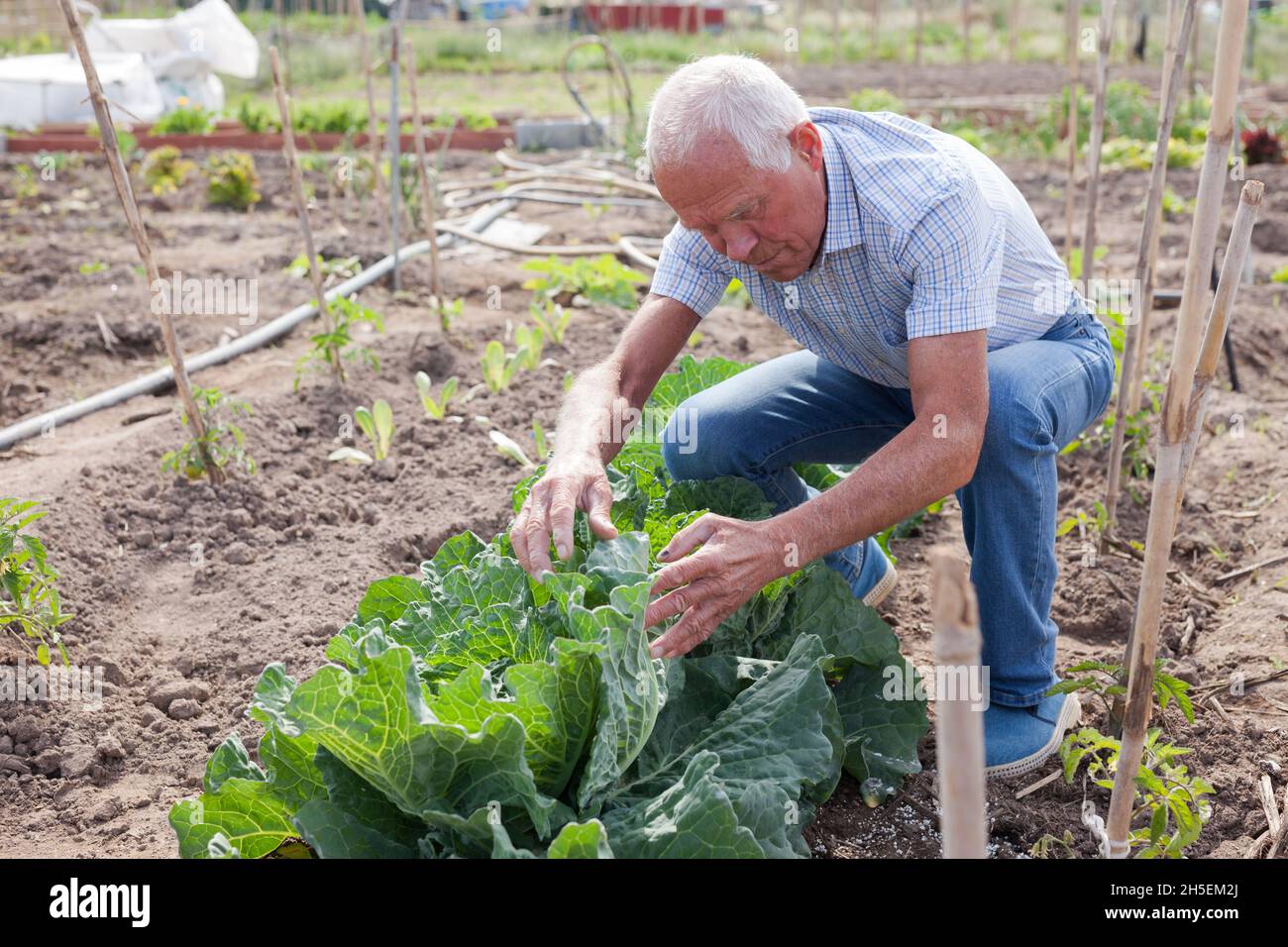 Senior man growing cabbage at farm Stock Photo - Alamy