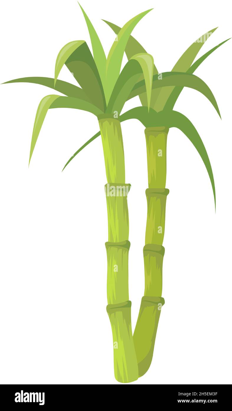 Bamboo stems with leaves. Stick green leaf growing sugar cane, cartoon ...