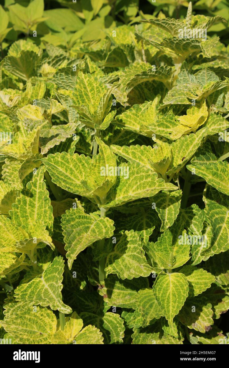 Bright green coleus plants rowing in the sunny summer meadow Stock ...