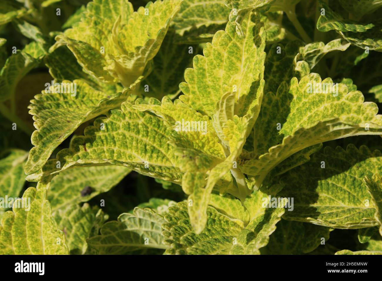 Bright green coleus plants rowing in the sunny summer meadow Stock ...