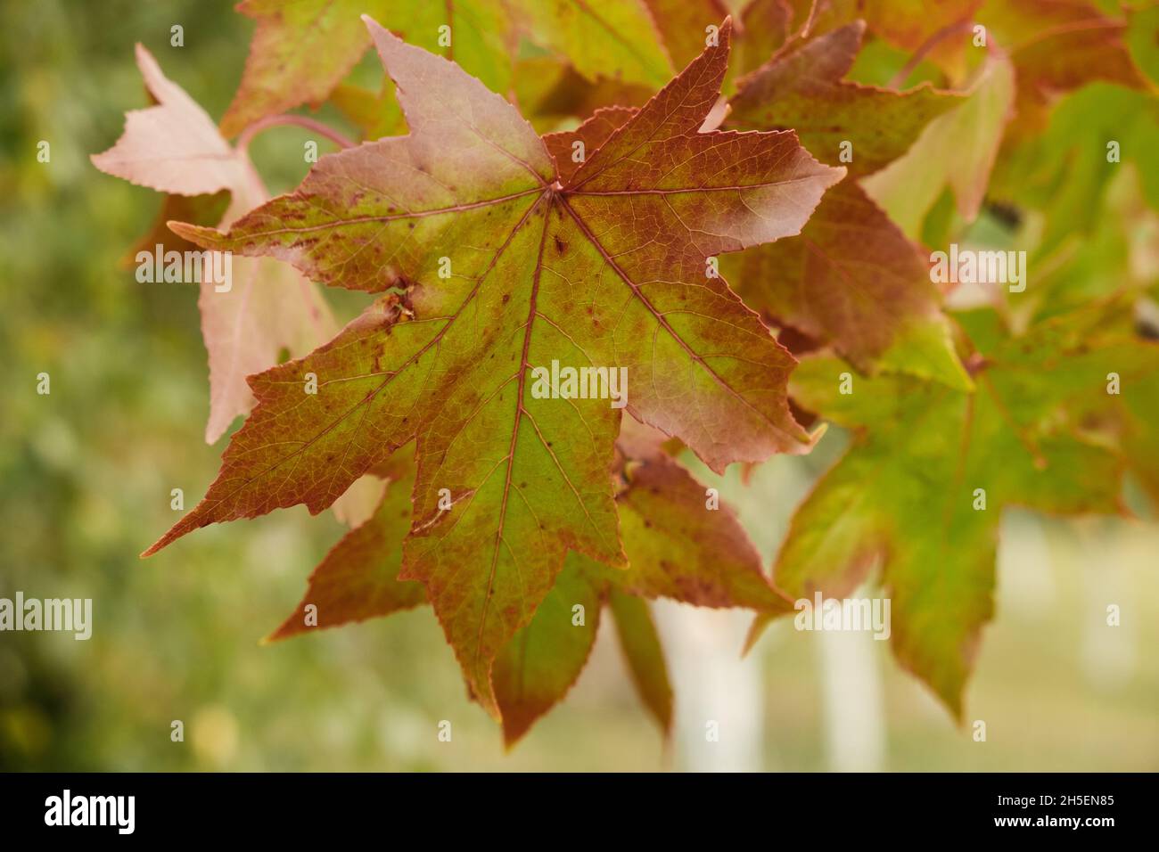 Sweet gum tree season hi-res stock photography and images - Alamy