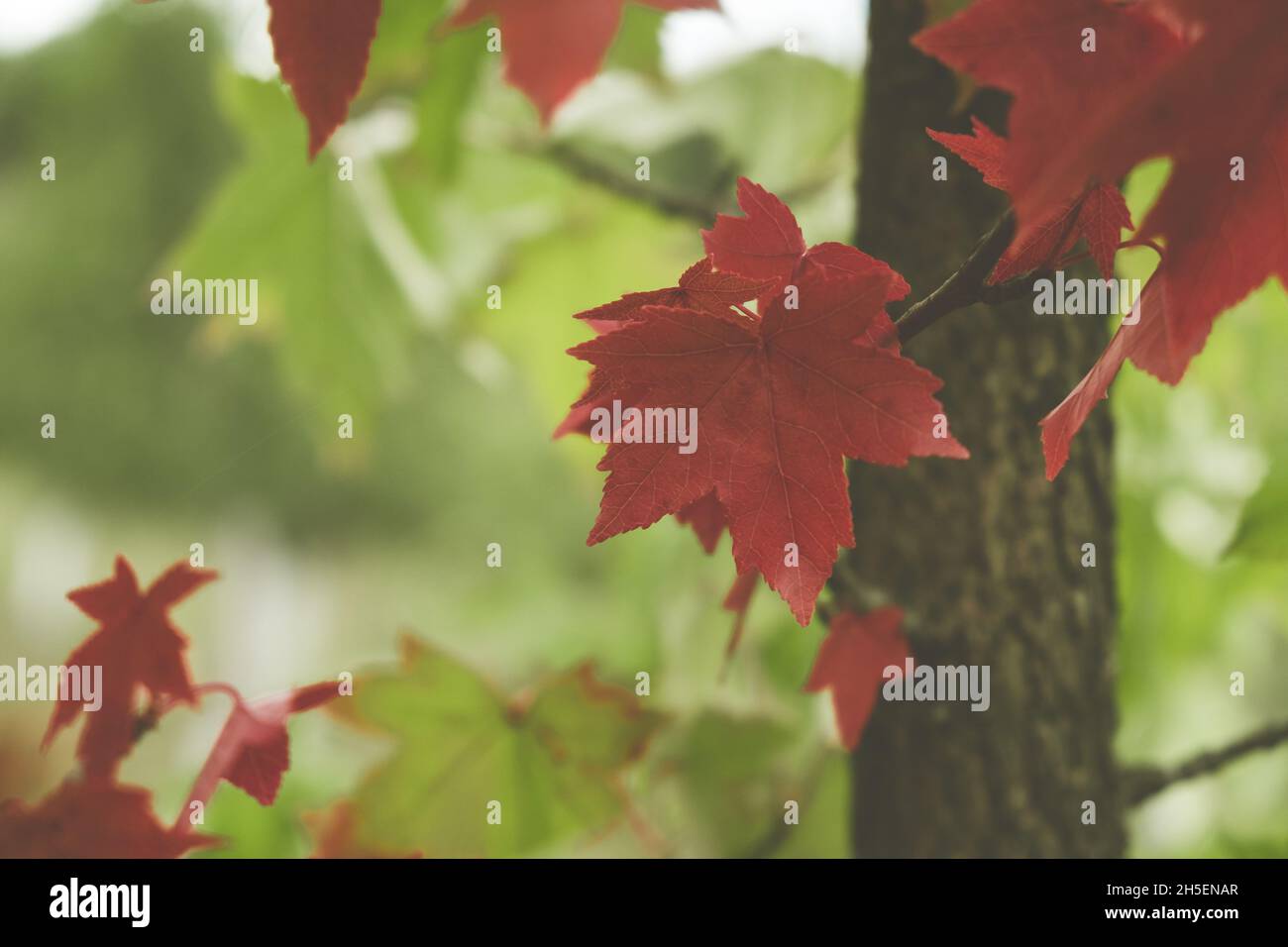 Sweet gum tree hi-res stock photography and images - Alamy