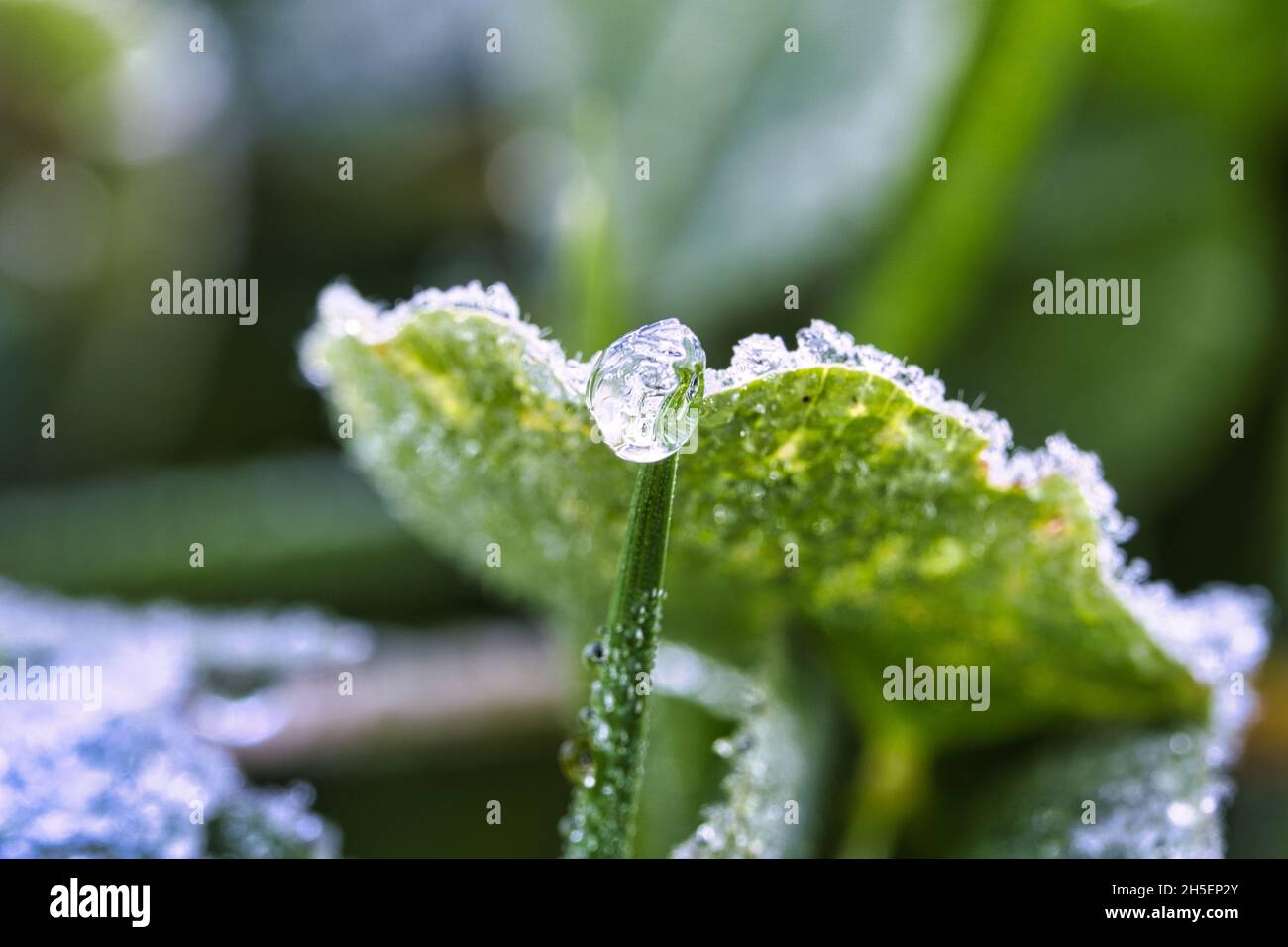 Iced dew drops on plant leaves and grass. Winter and cool season Stock ...