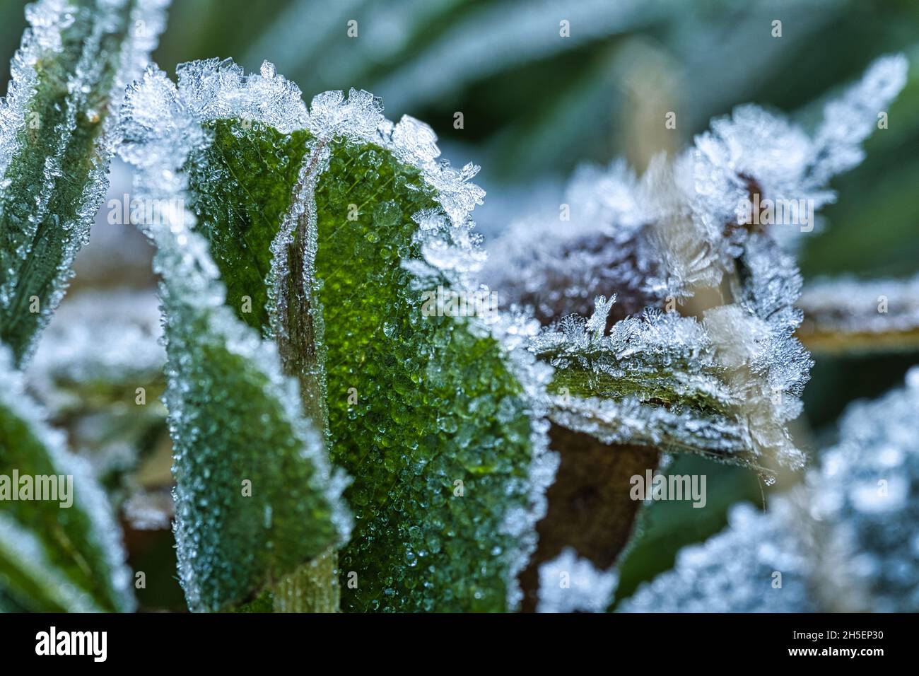 Iced dew drops on plant leaves and grass. Winter and cool season Stock ...