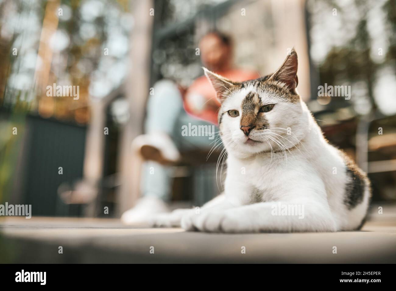 Cute cat looking at camera and man behind Stock Photo - Alamy
