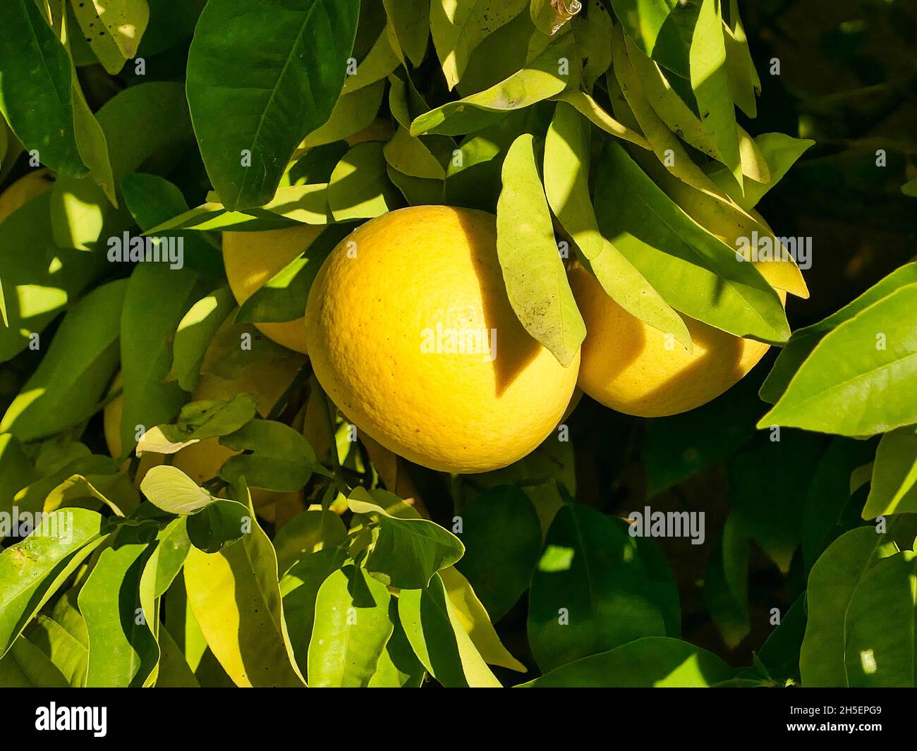Grapefruit growing on tree hi-res stock photography and images - Alamy
