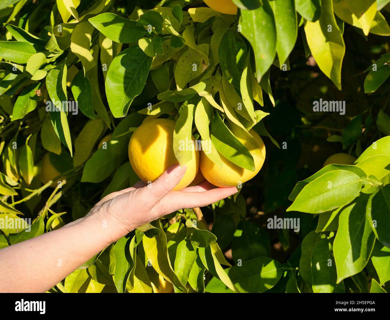 Grapefruits growing grapefruit tree hi-res stock photography and images ...