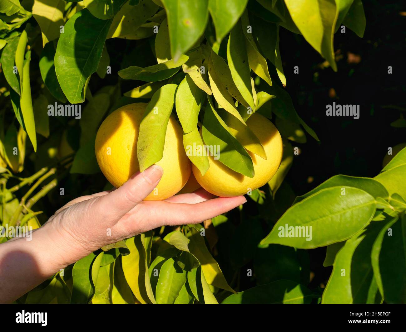 Grapefruits growing grapefruit tree hi-res stock photography and images ...