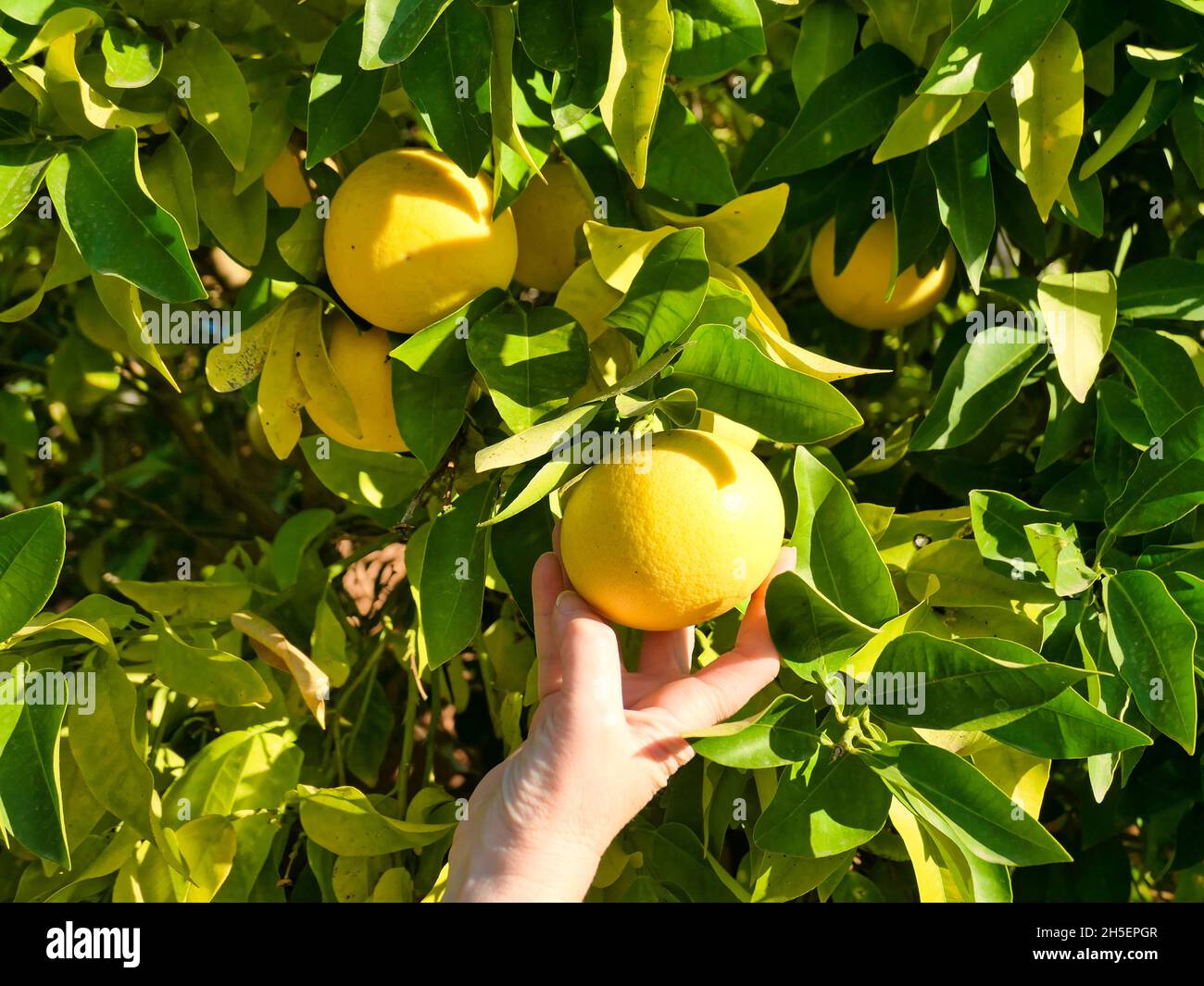 Grapefruits growing grapefruit tree hi-res stock photography and images ...