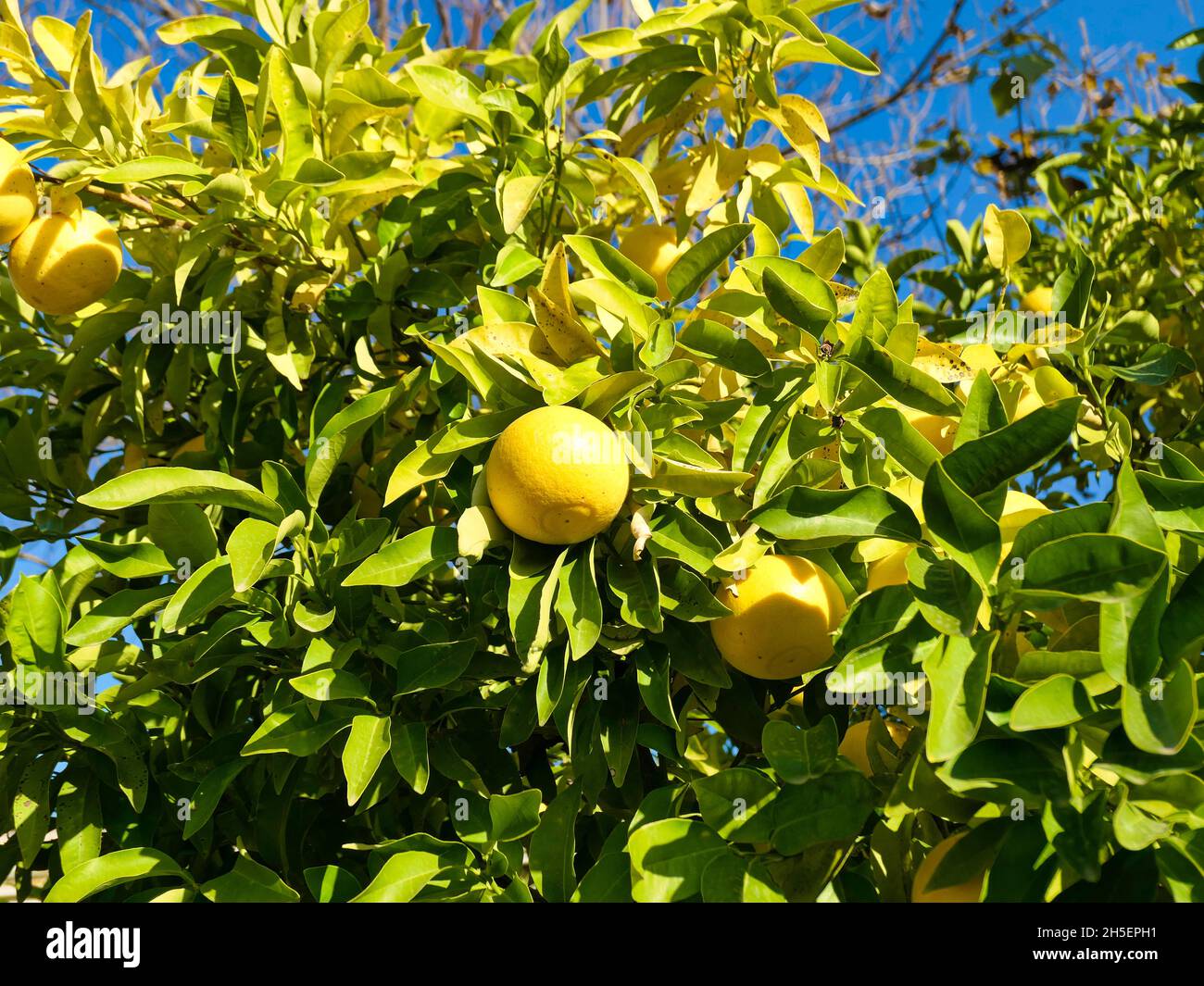 Grapefruits growing grapefruit tree hi-res stock photography and images ...
