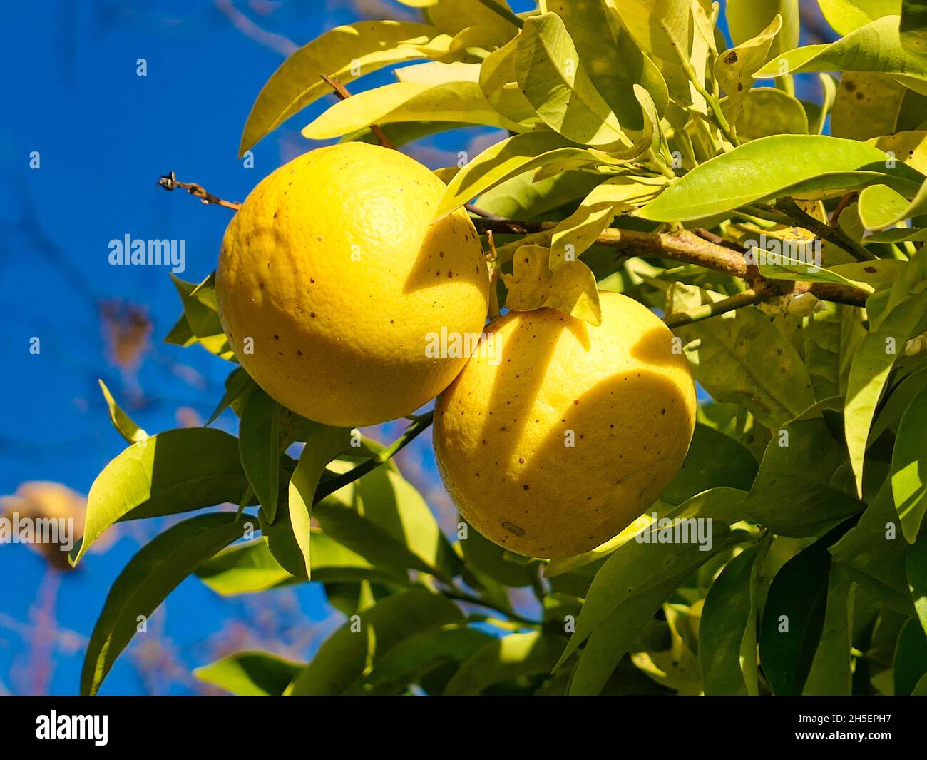 Grapefruits growing grapefruit tree hi-res stock photography and images ...