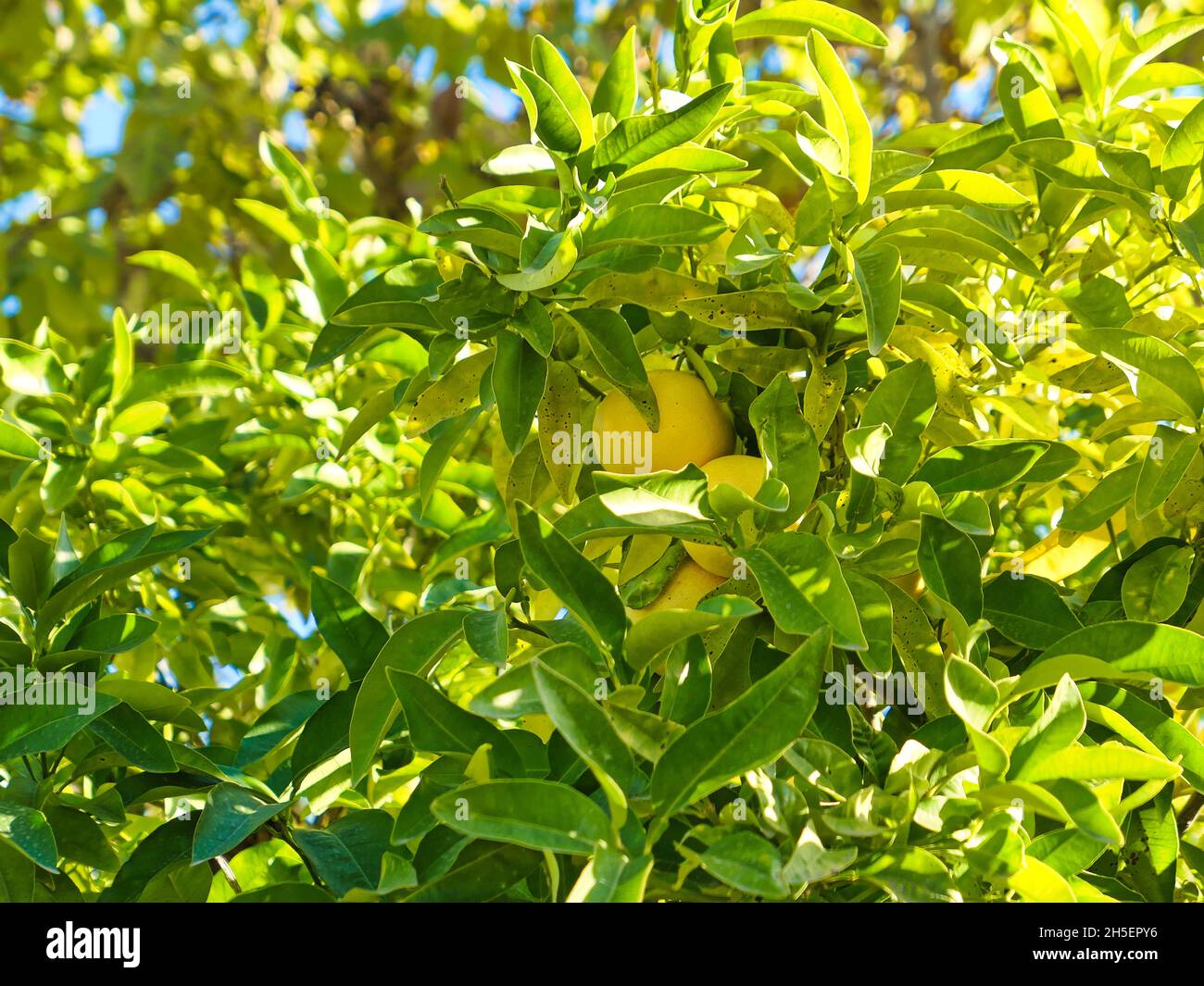 Grapefruits growing on the tree Stock Photo - Alamy