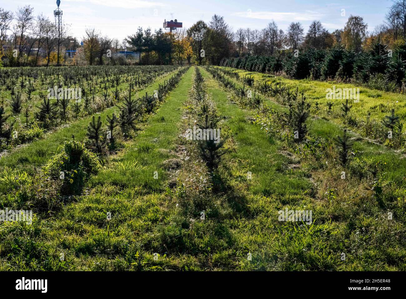Bad Sassendorf, Germany. 09th Nov, 2021. A field of young Christmas ...