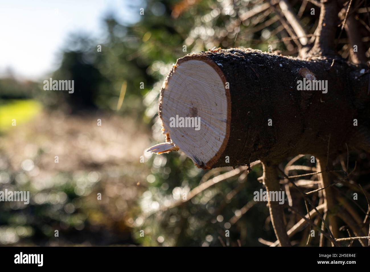 Bad Sassendorf, Germany. 09th Nov, 2021. A felled Christmas tree lies ...