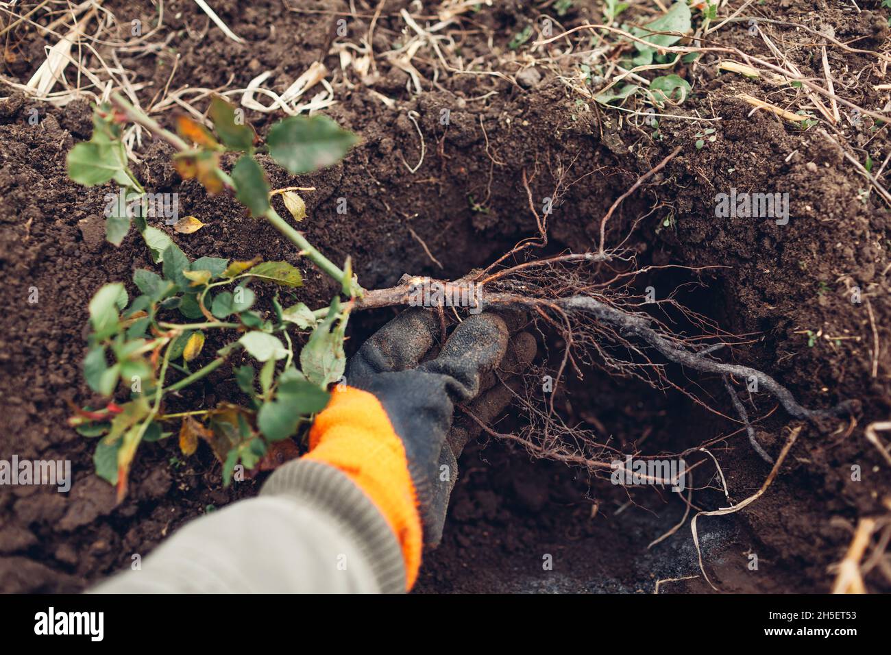 Gardener planting rose bush into soil outdoors. Autumn fall garden work ...