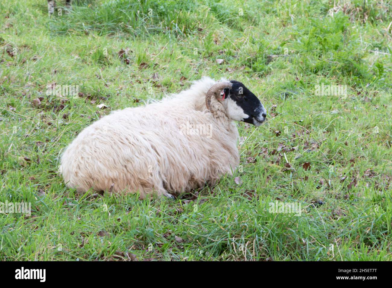 Sheep lying down hi-res stock photography and images - Alamy